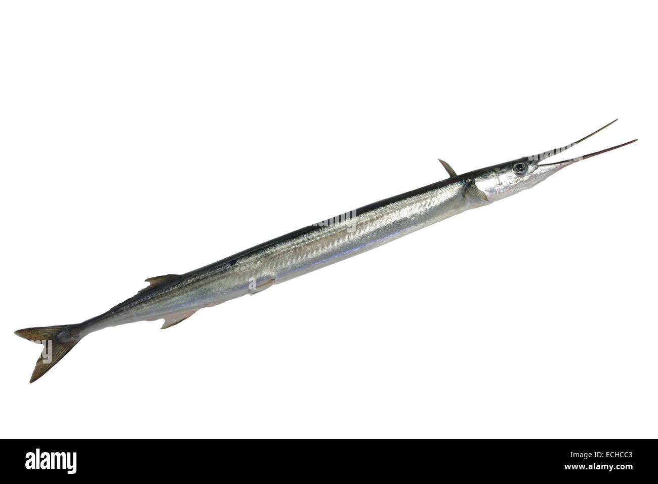 Garfish sur fond blanc Banque de photographies et d’images à haute ...