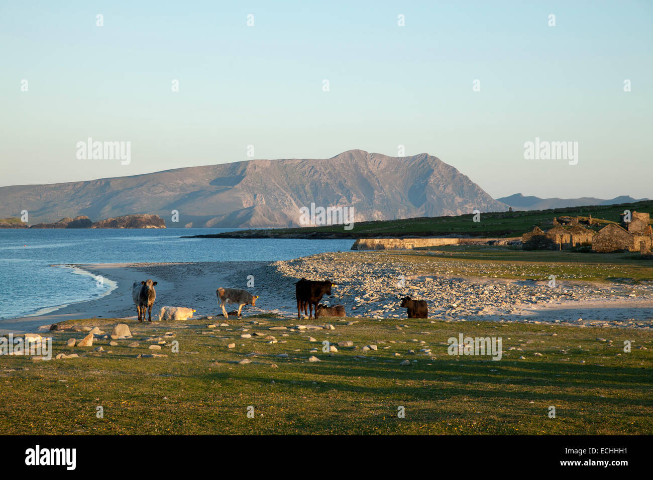 Vaches d'irlande sur une plage Banque de photographies et d’images à ...