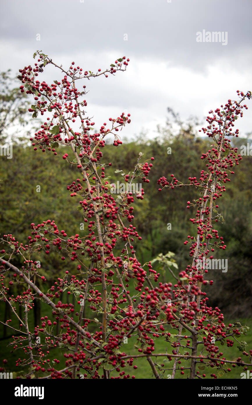 Fruits rouges Banque de photographies et d’images à haute résolution ...