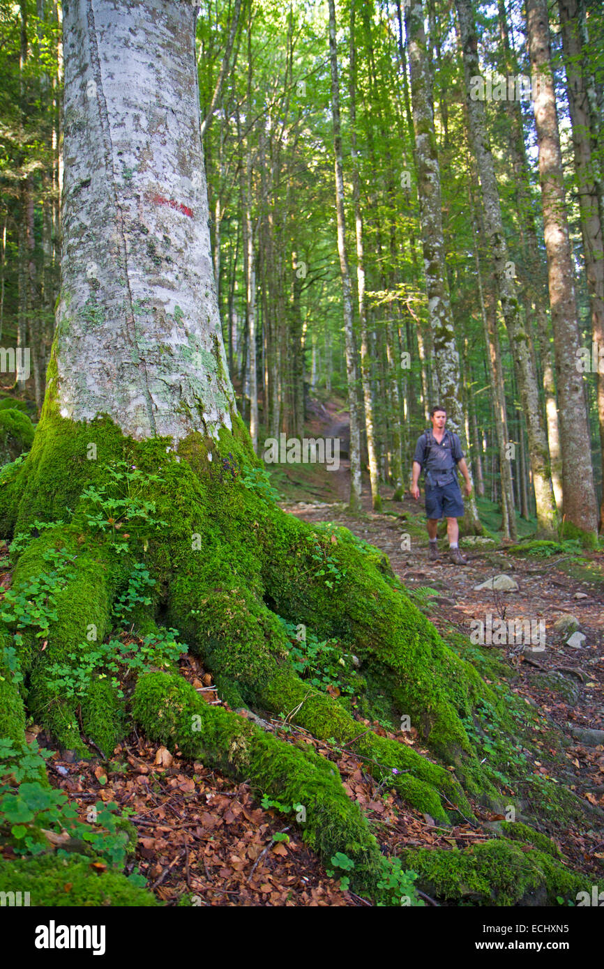 Randonneur sur un sentier forestier Banque de photographies et d’images ...