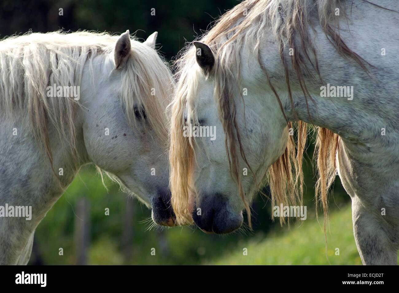 Pure race espagnole Banque de photographies et d’images à haute ...