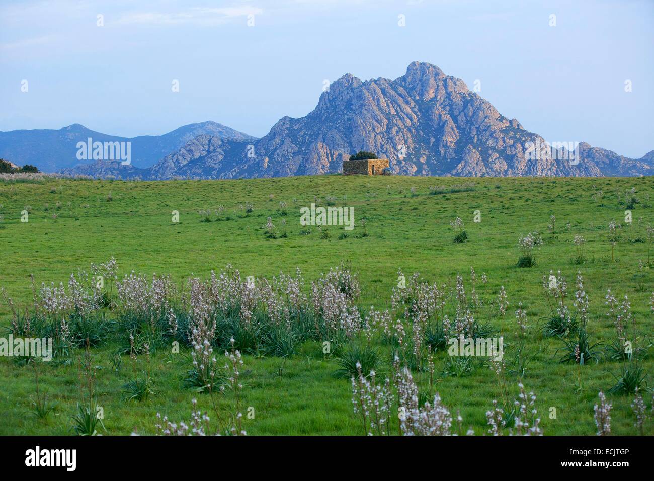 France, Haute Corse, Balagne, désert des Agriates, Santo Pietro di ...