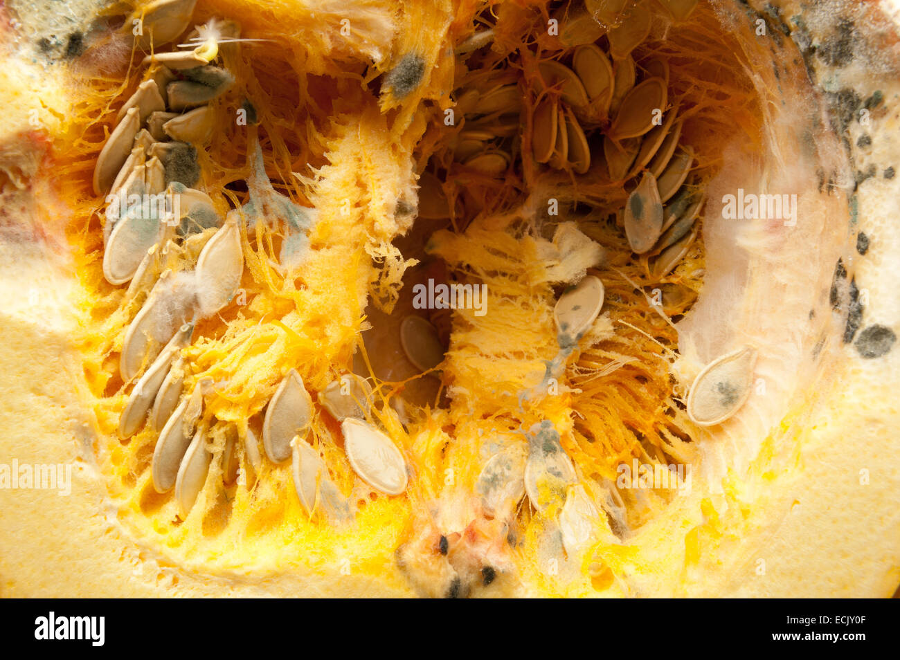 Équilibre entre croissance et décroissance champignons pâte de chair de ...