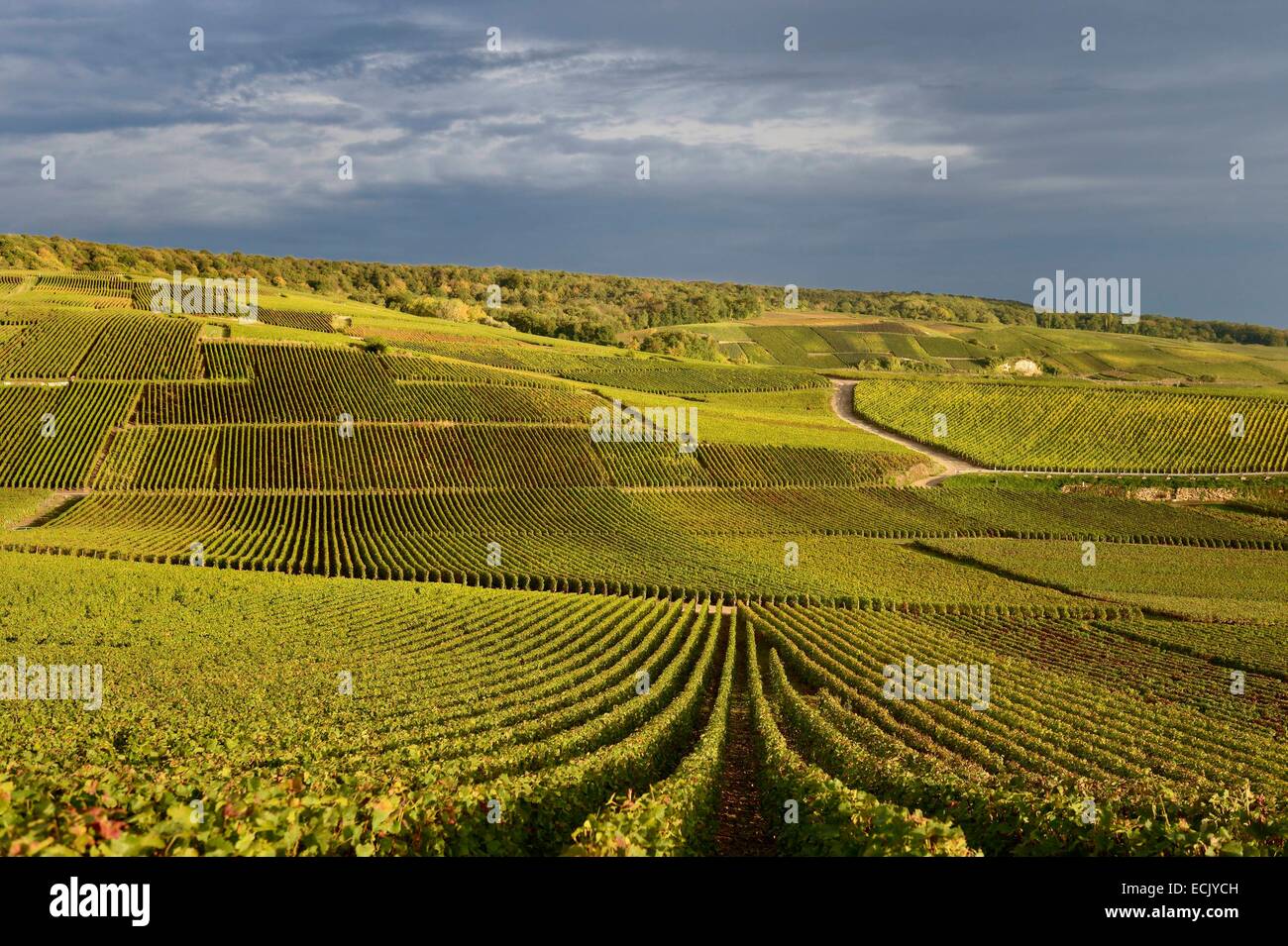 Parc naturel régional montagne de reims Banque de photographies et d ...