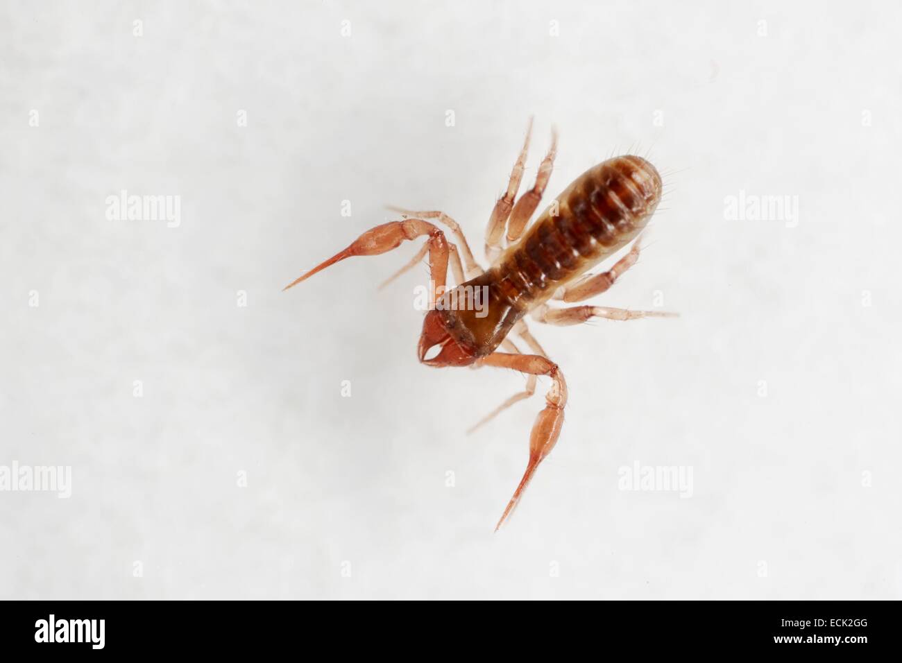 Chthonius ischnocheles Banque de photographies et d’images à haute ...