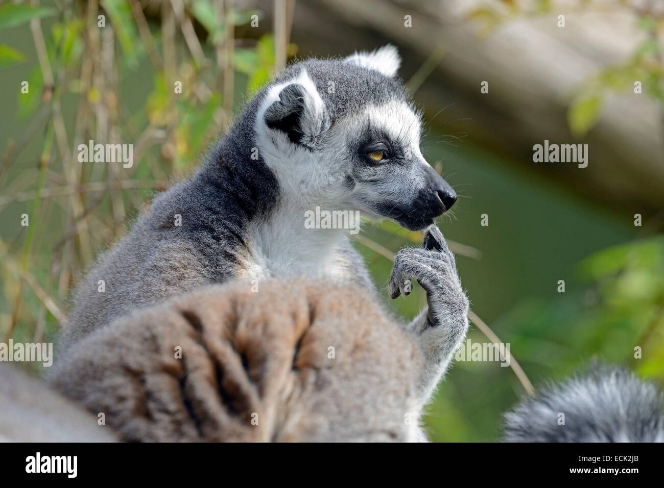 Des lémuriens de Madagascar, le maki Catta, (Lemur catta Photo Stock ...
