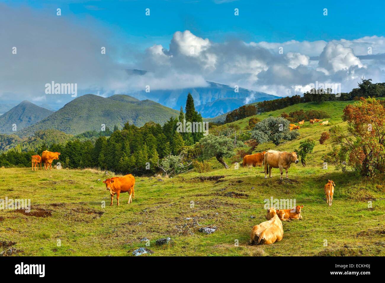 La France, l'île de la réunion, le Parc National de la Reunion (Reunion ...
