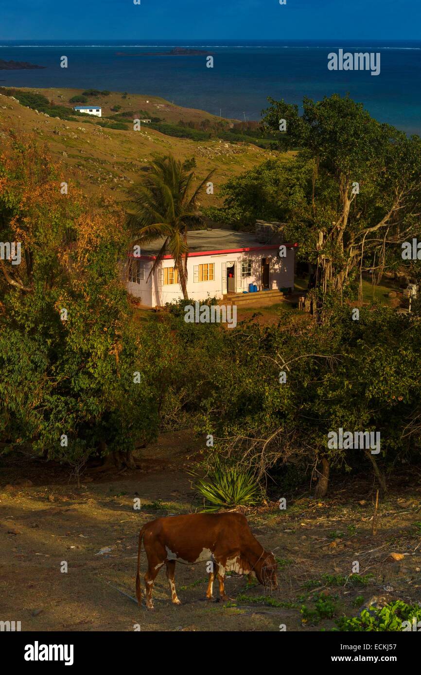 Une vache paissant Banque de photographies et d’images à haute ...
