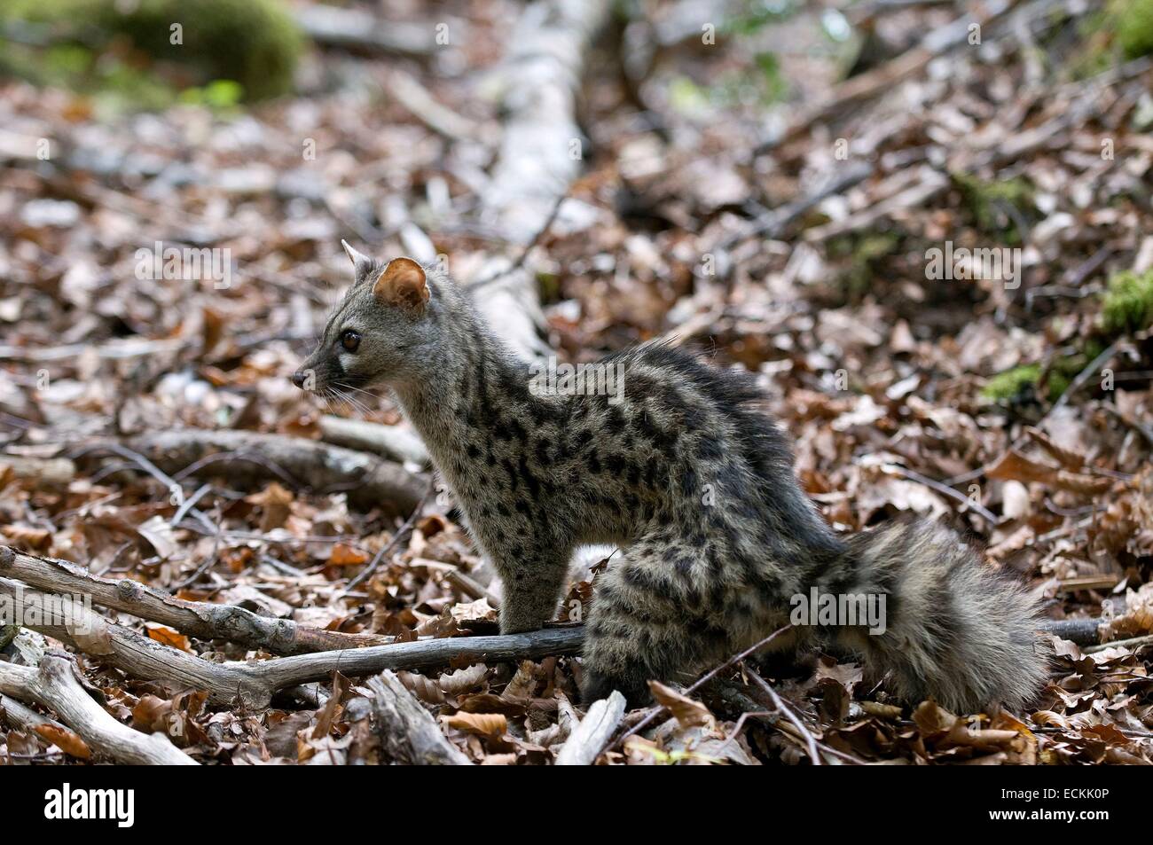 Genetta Genetta Photos & Genetta Genetta Images - Alamy