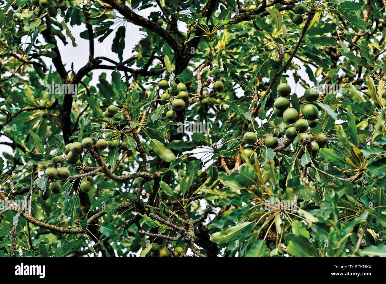 Le Burkina Faso, Bobo Dioulasso, Toussiana, fruits de l'arbre de karité ...