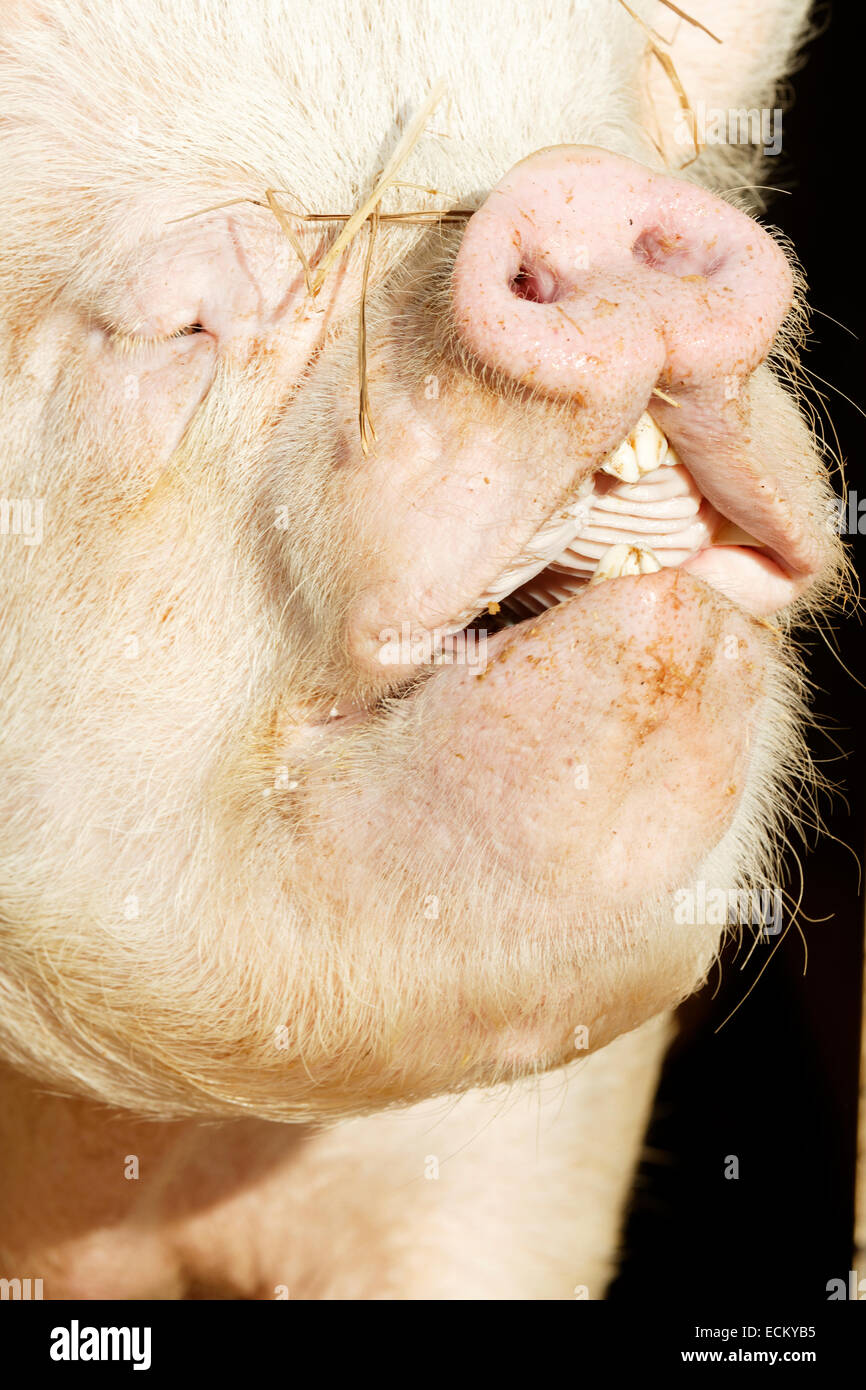 Pigs teeth Banque de photographies et d’images à haute résolution - Alamy