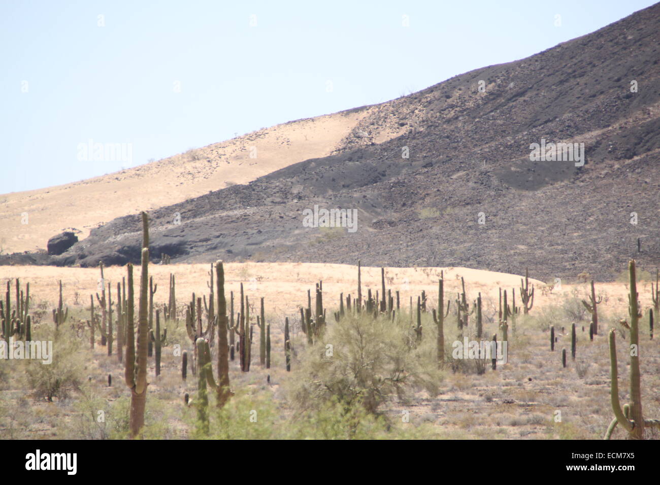 Pinacate mexico Banque de photographies et d’images à haute résolution ...