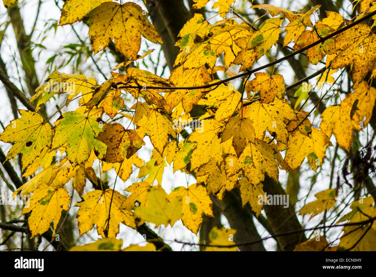 Feuilles de sycomore Banque de photographies et d’images à haute ...
