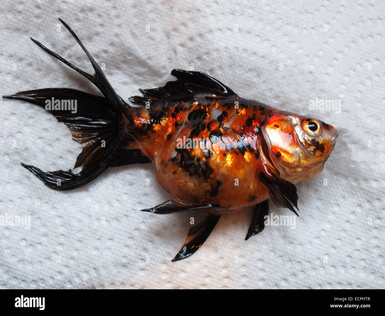 Poisson rouge japonais Banque de photographies et d’images à haute ...