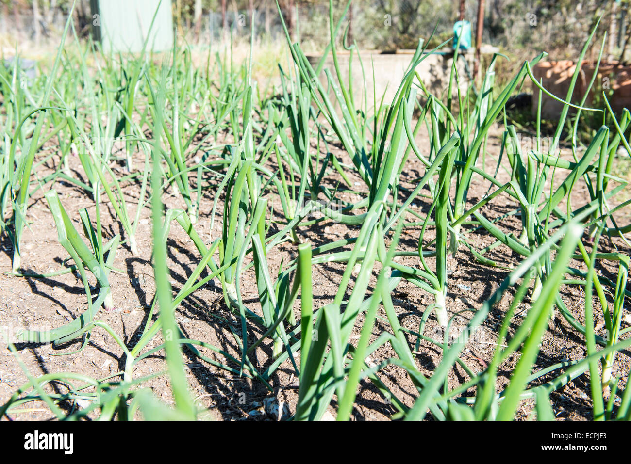 Onion plants Banque de photographies et d’images à haute résolution - Alamy