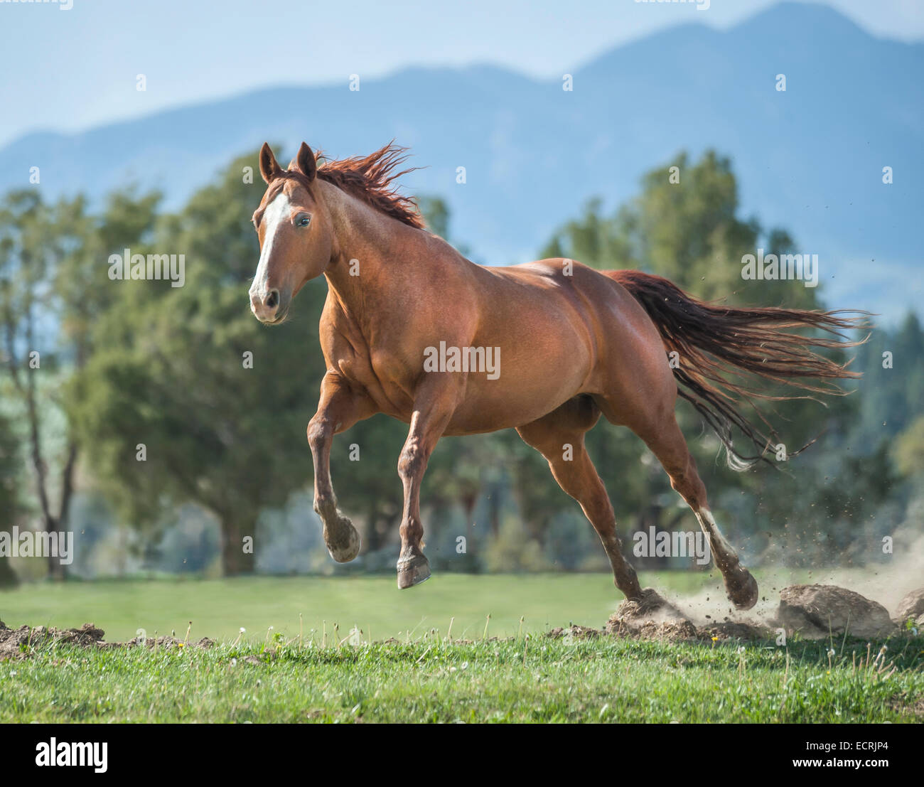 Chestnut horse stallion Banque de photographies et d’images à haute ...