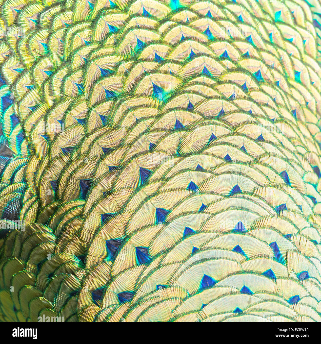 Plumage texture Banque de photographies et d’images à haute résolution ...