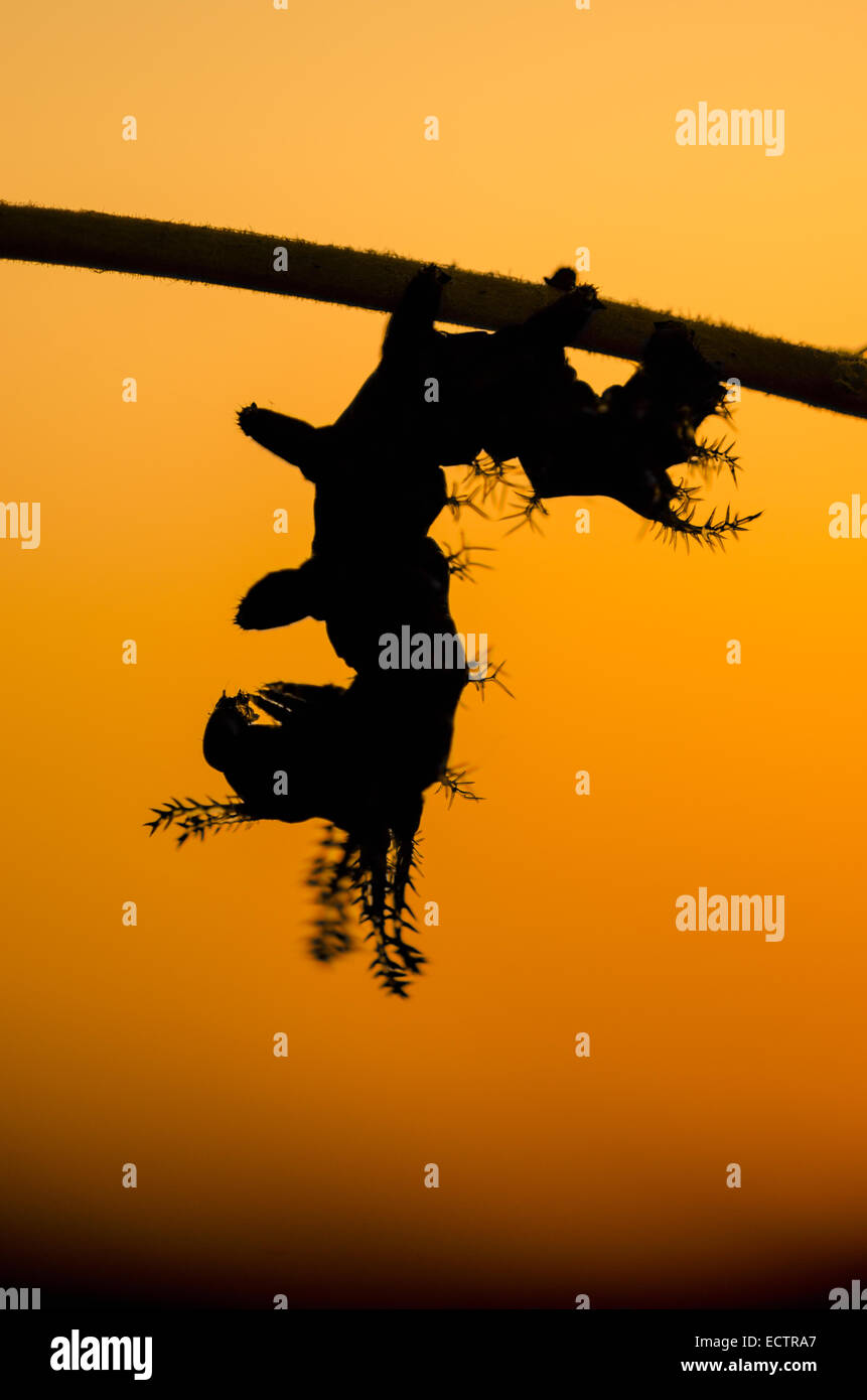 Les larves de la teigne du diable cornu hickory Banque de photographies ...