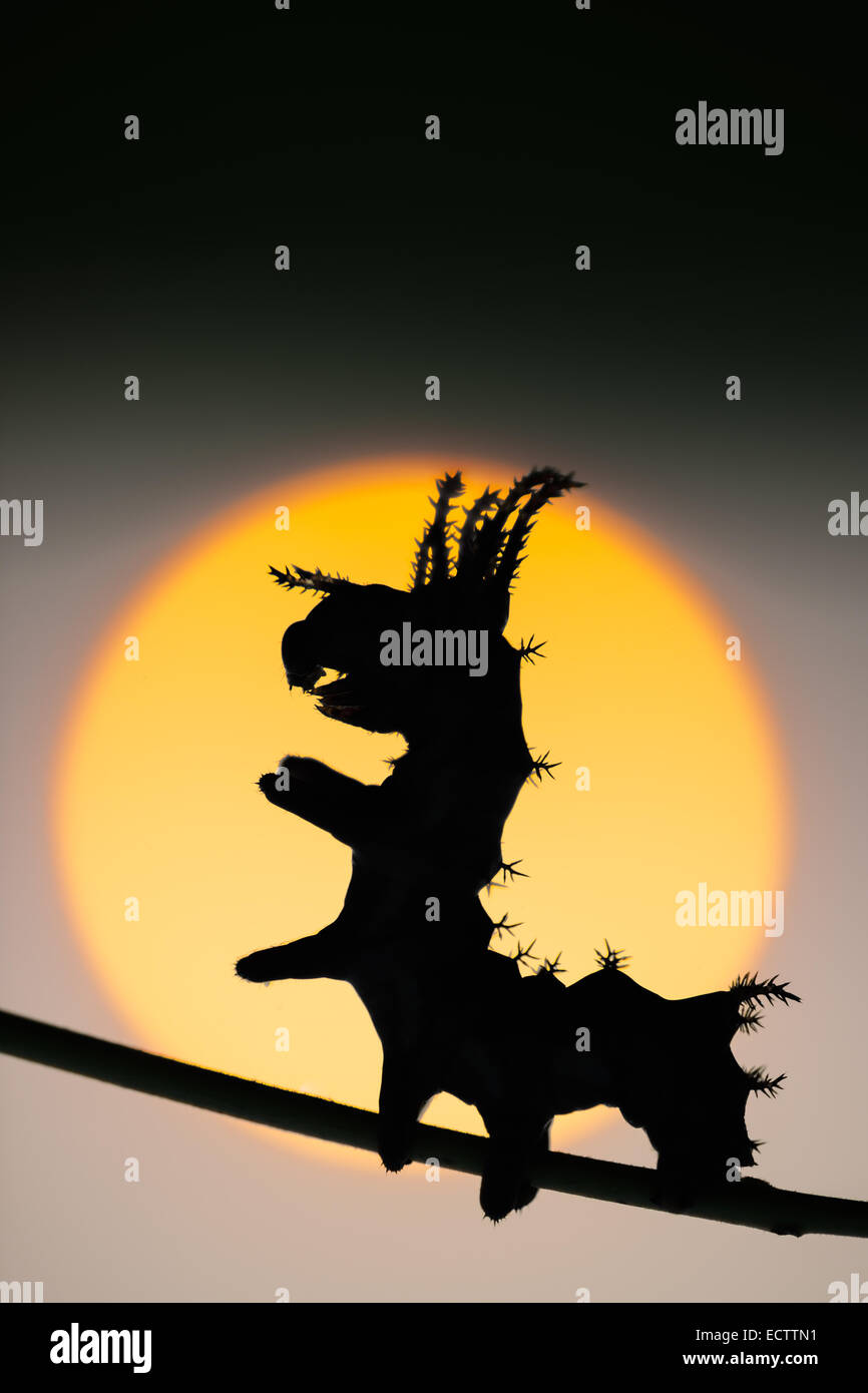 Regal Espèce d'aka aka Diable cornu caryer Noyer Royal, espèce de larve ...