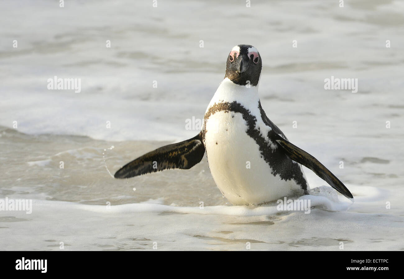 Manchot du Cap (Spheniscus demersus) quitte l'eau sur la côte de la ...
