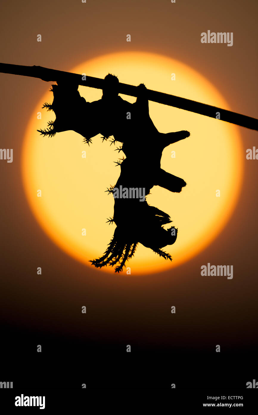 Regal Espèce d'aka aka Diable cornu caryer Noyer Royal, espèce de larve ...