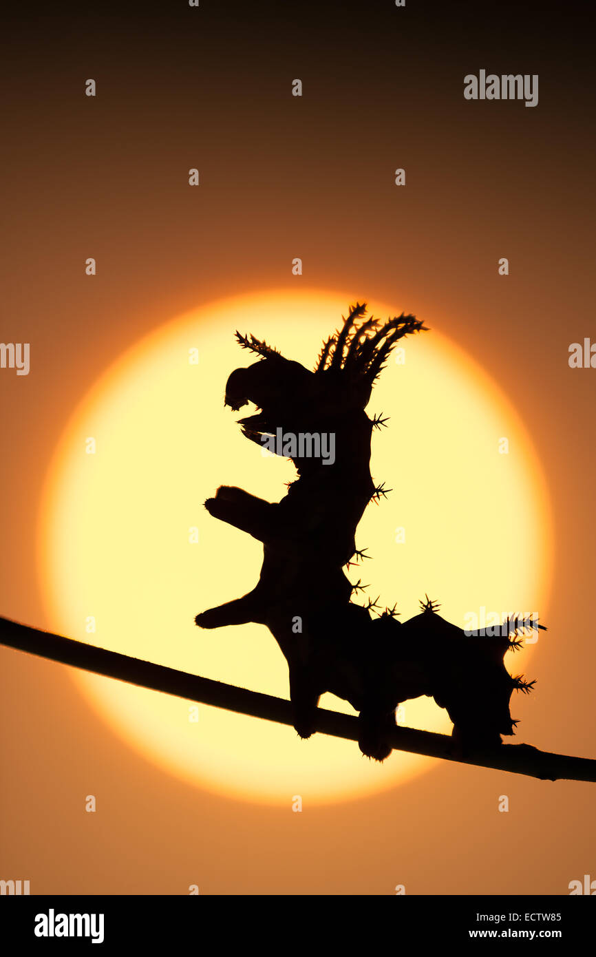 Regal Espèce d'aka aka Diable cornu caryer Noyer Royal, espèce de larve ...