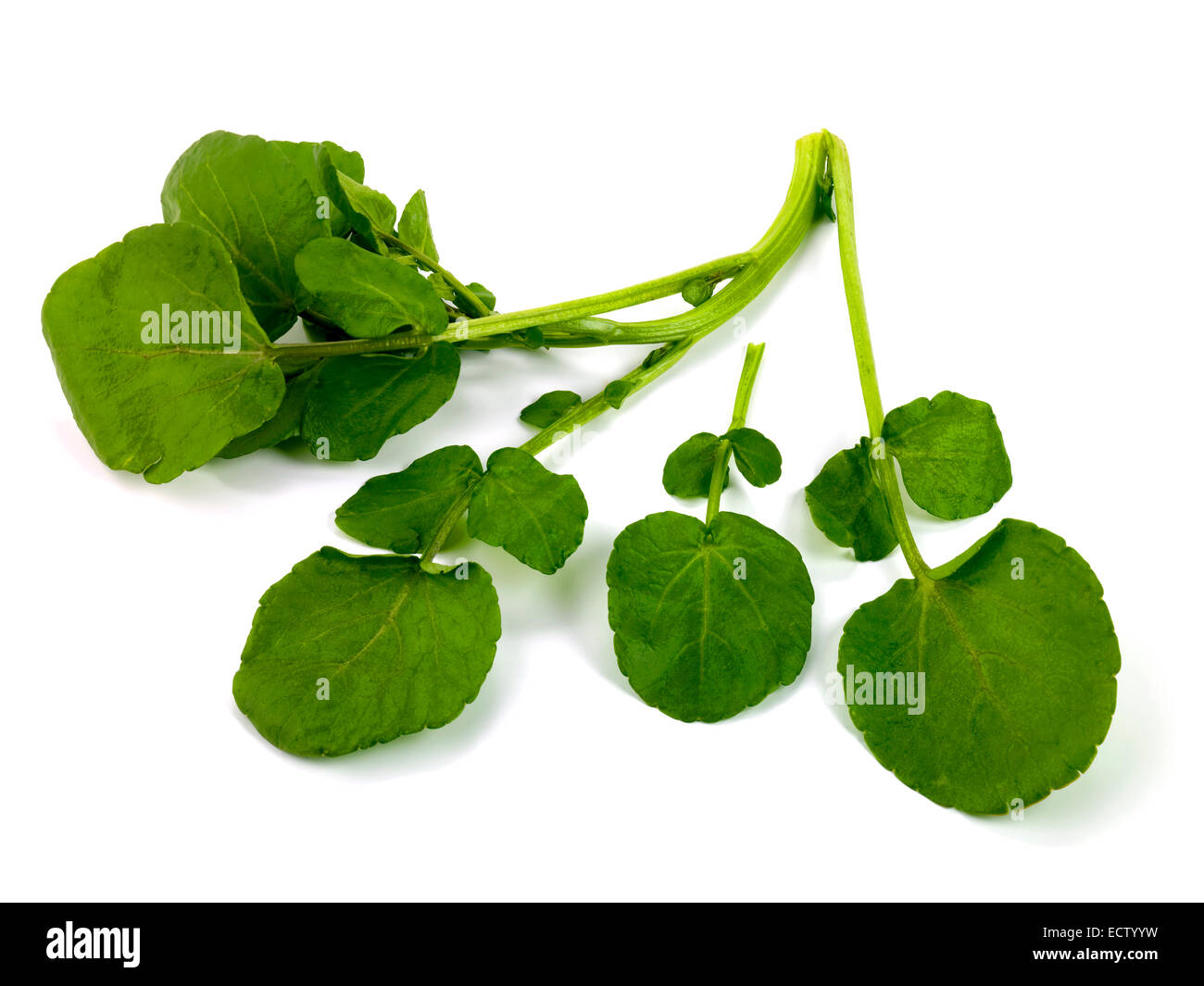 Feuille de cresson Banque de photographies et d’images à haute ...