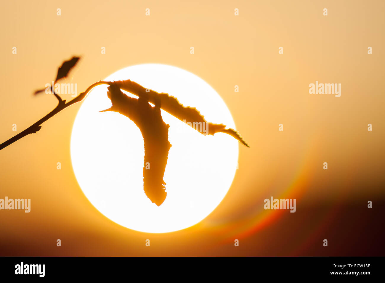 Petit-eyed Sphinx Moth chenille 5ème, sur le merisier, silhouetté ...