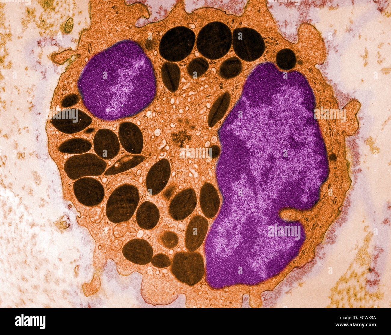 White Blood Cell Electron Micrograph Photos & White Blood Cell Electron ...