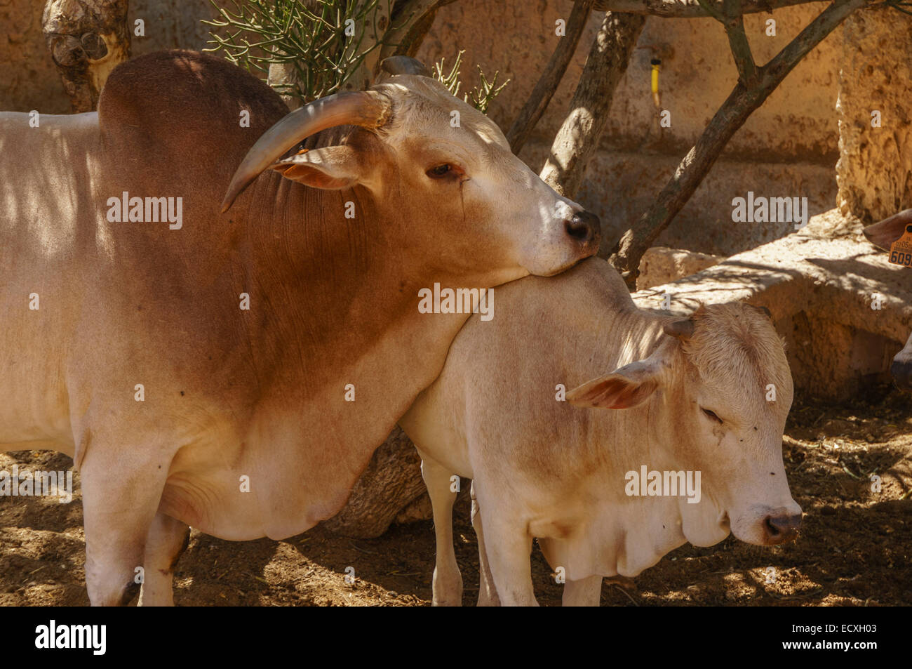 Animal salvage Banque de photographies et d’images à haute résolution ...