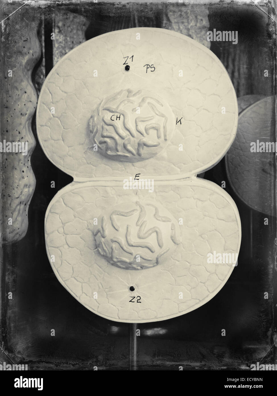Cell division diagram Banque de photographies et d’images à haute ...