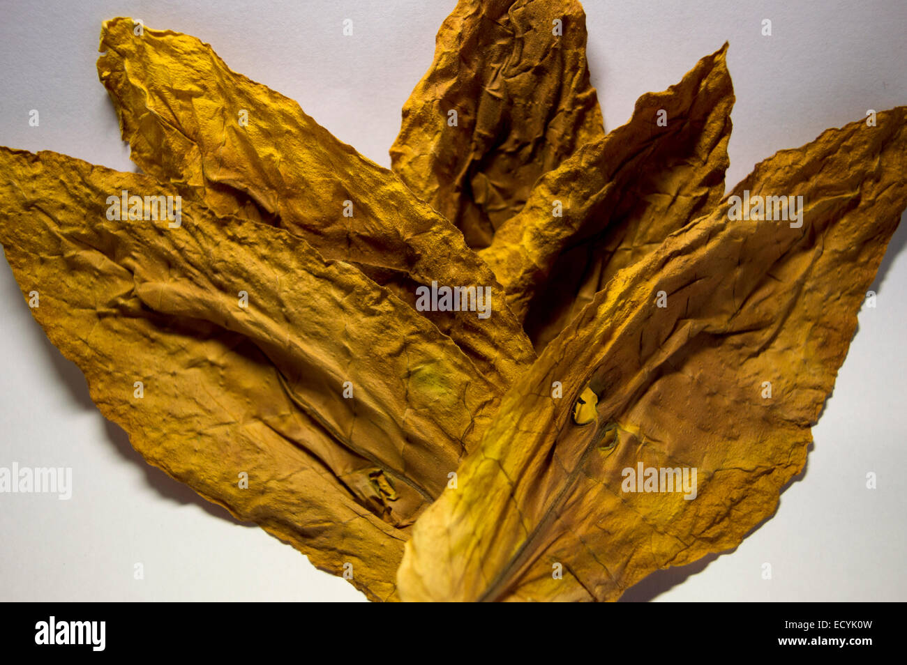 Tabacco leaves Banque de photographies et d’images à haute résolution ...