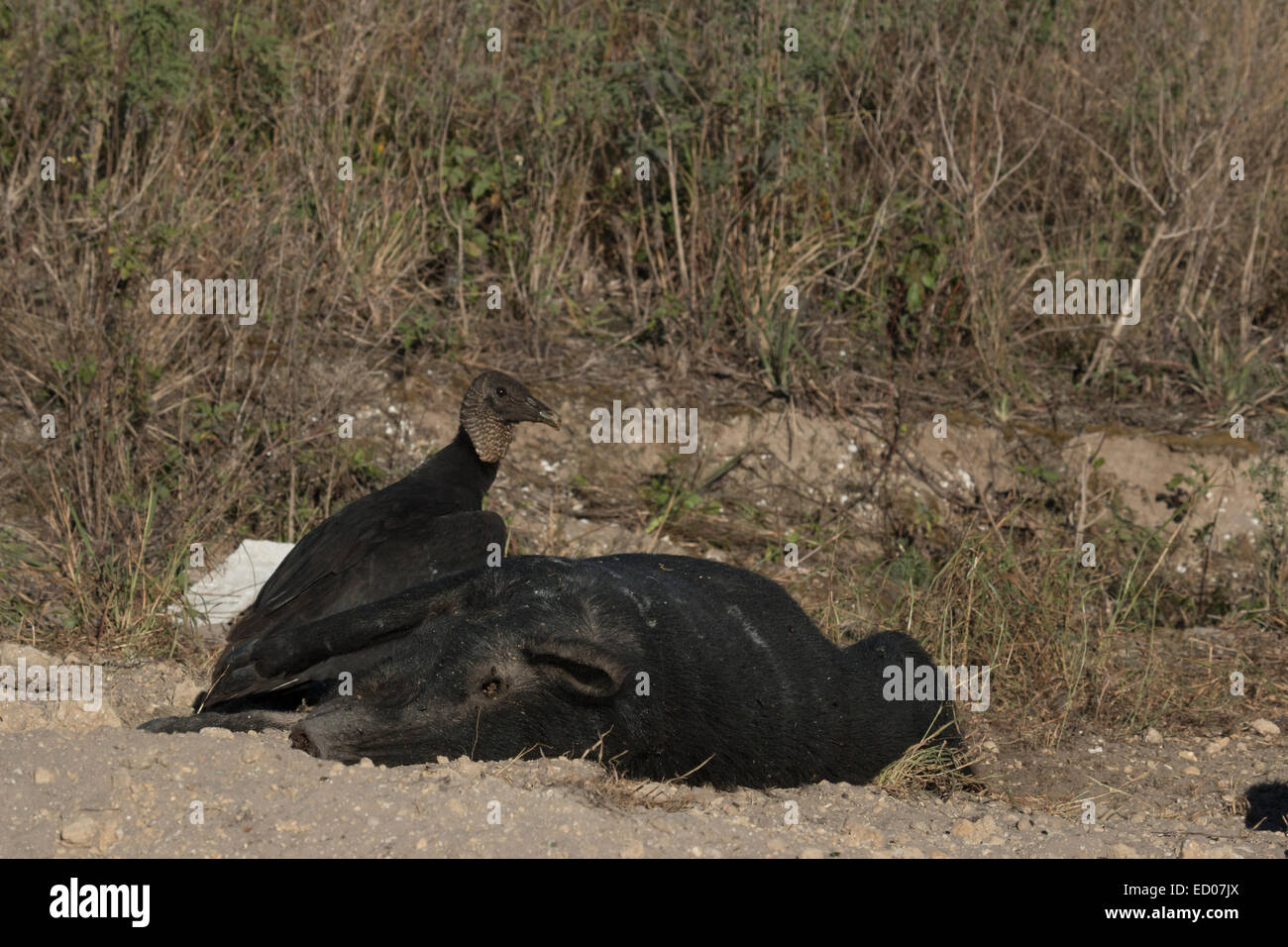 Sanglier mort Banque de photographies et d’images à haute résolution ...