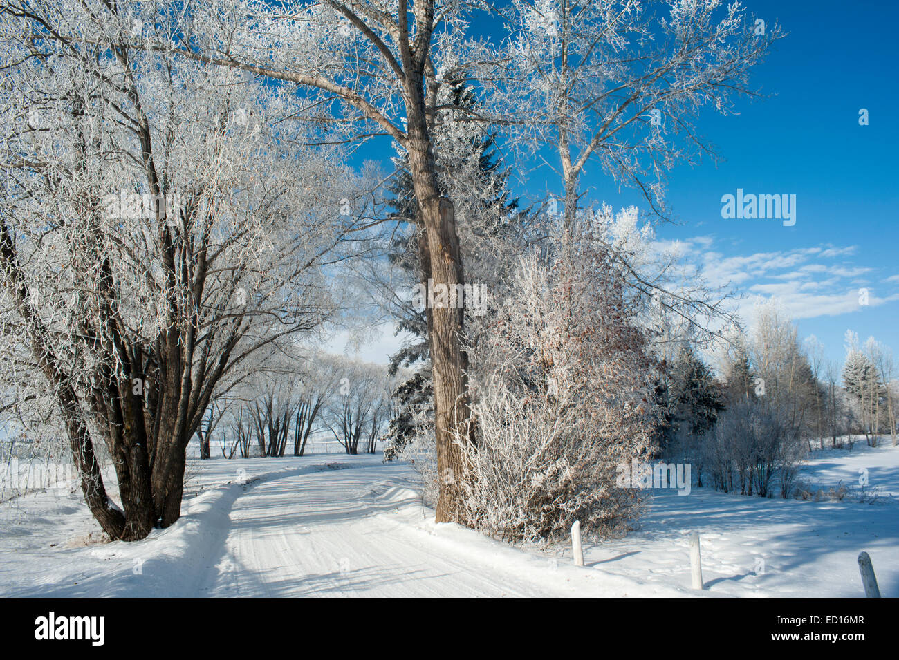 Givre sur les arbres Banque de photographies et d’images à haute ...
