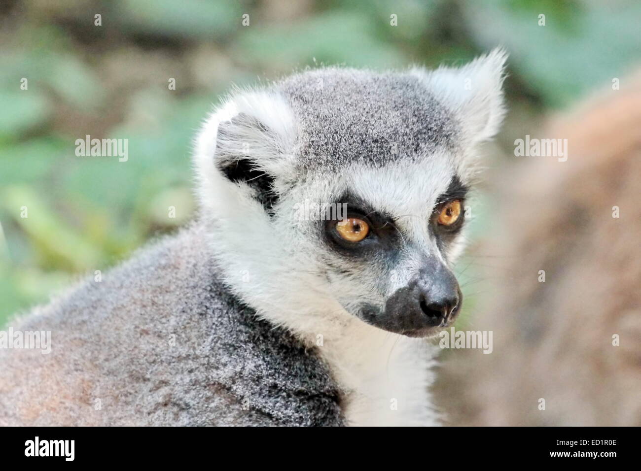 Lemur catta (Maki) de Madagascar portrait Photo Stock - Alamy