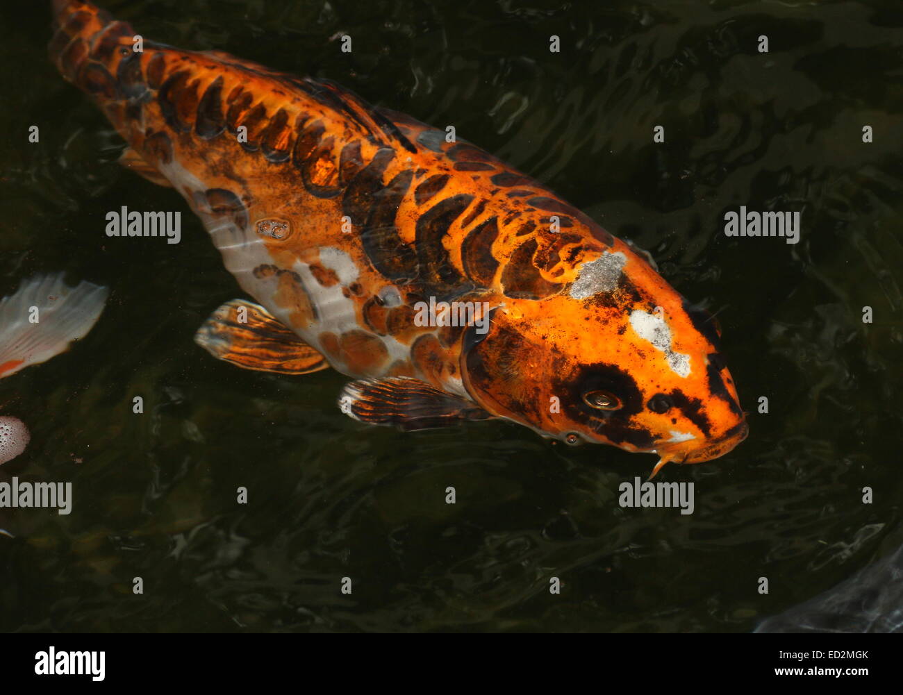 Carpa Koi Photos & Carpa Koi Images - Alamy