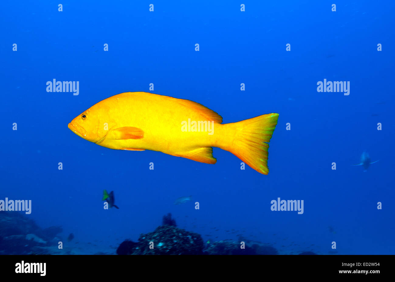 Poisson cabo pulmo Banque de photographies et d’images à haute ...