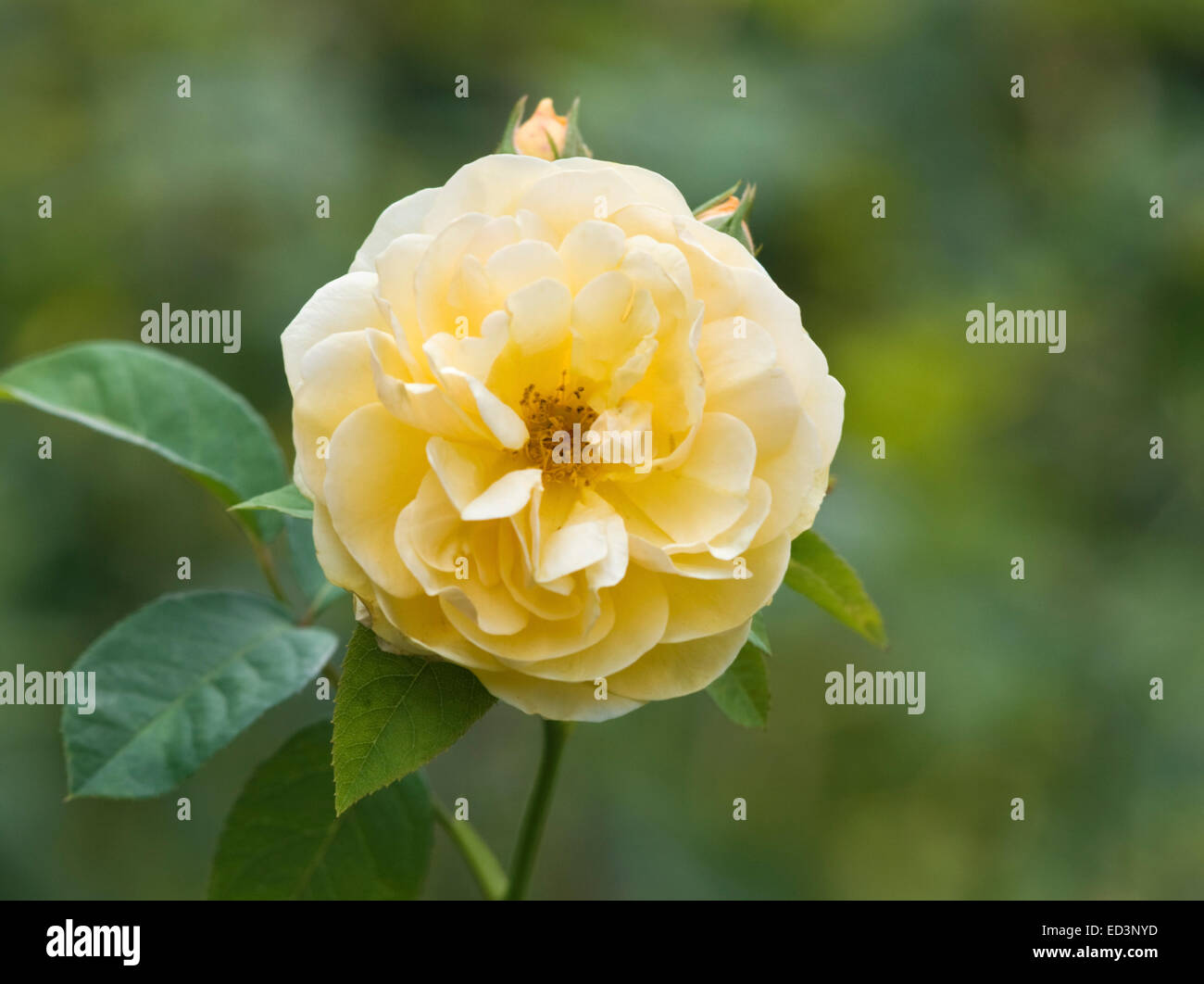 Rosa ausmas graham thomas Banque de photographies et d’images à haute ...