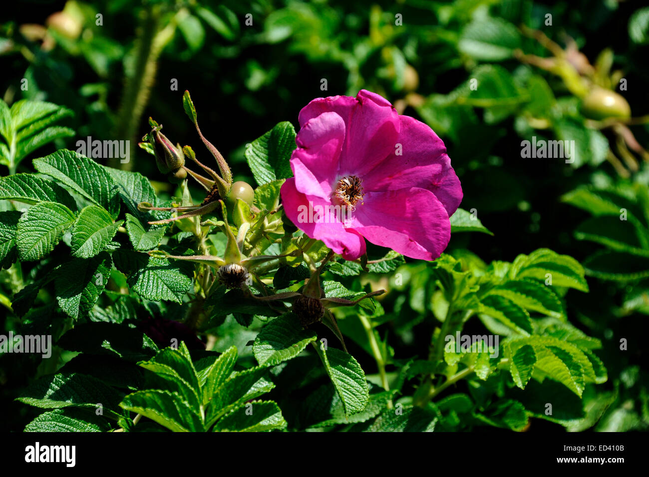 Eglantine flower Banque de photographies et d’images à haute résolution ...