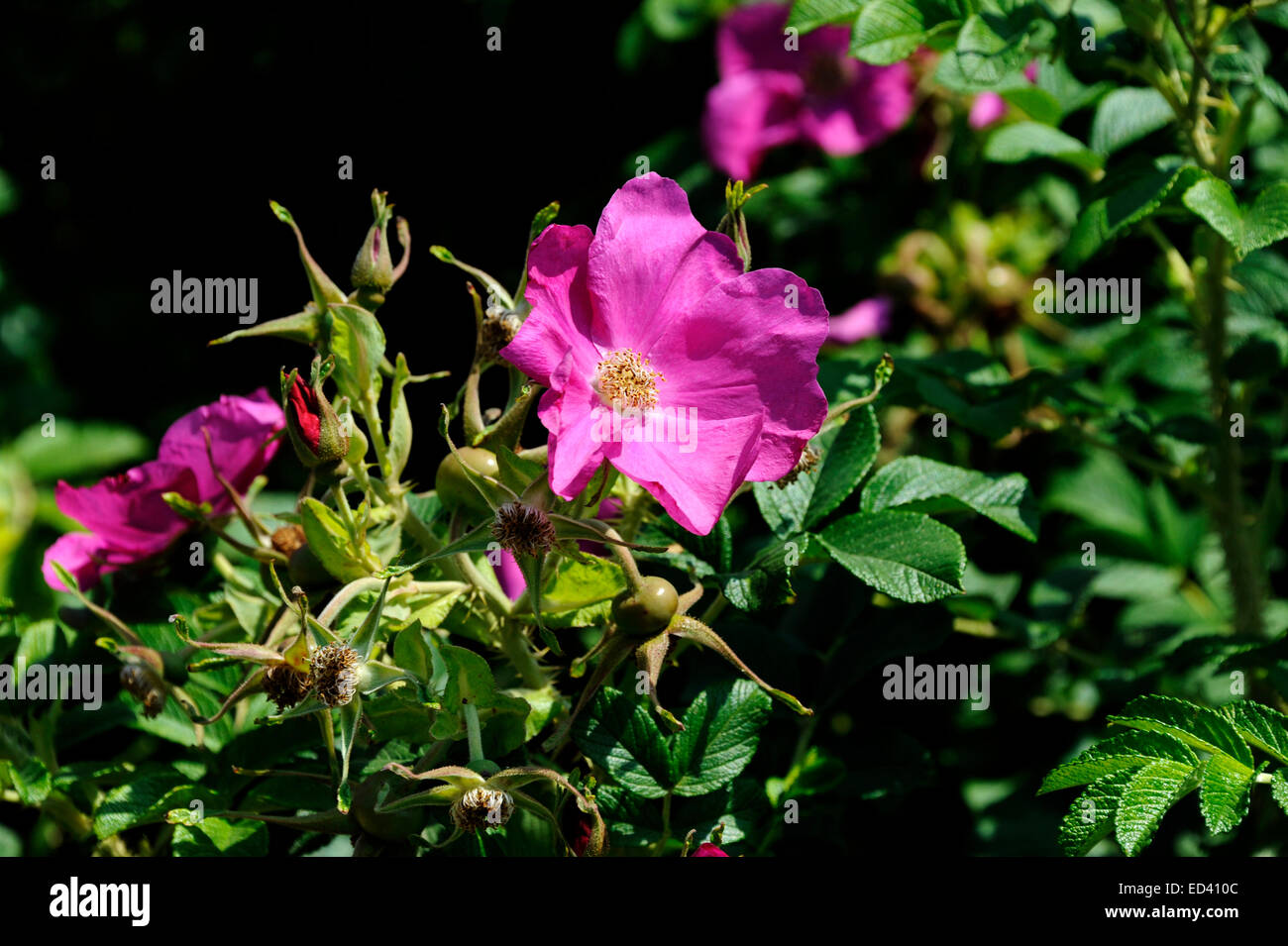 Eglantine flower Banque de photographies et d’images à haute résolution ...
