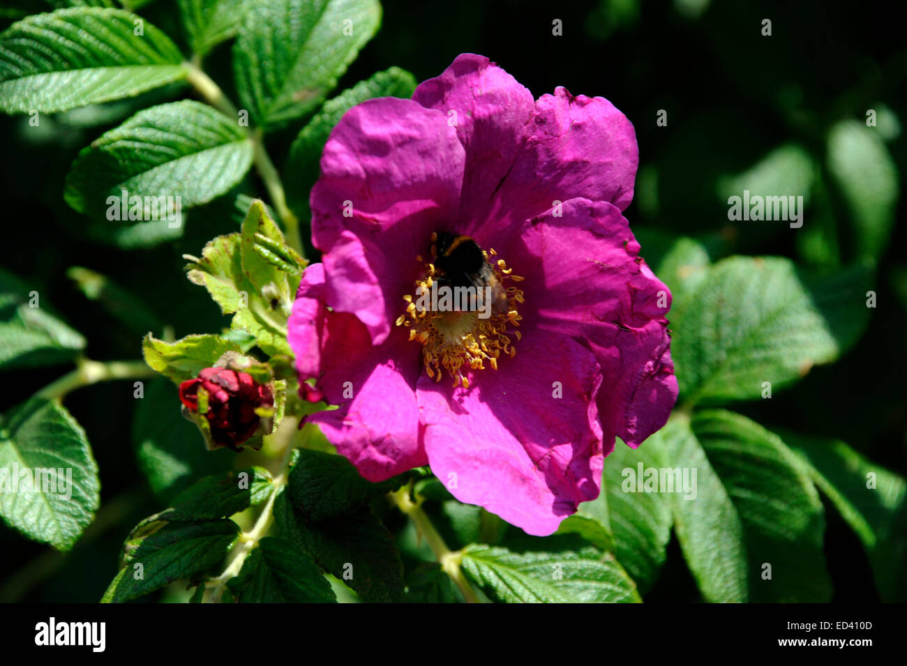 Eglantine flower Banque de photographies et d’images à haute résolution ...