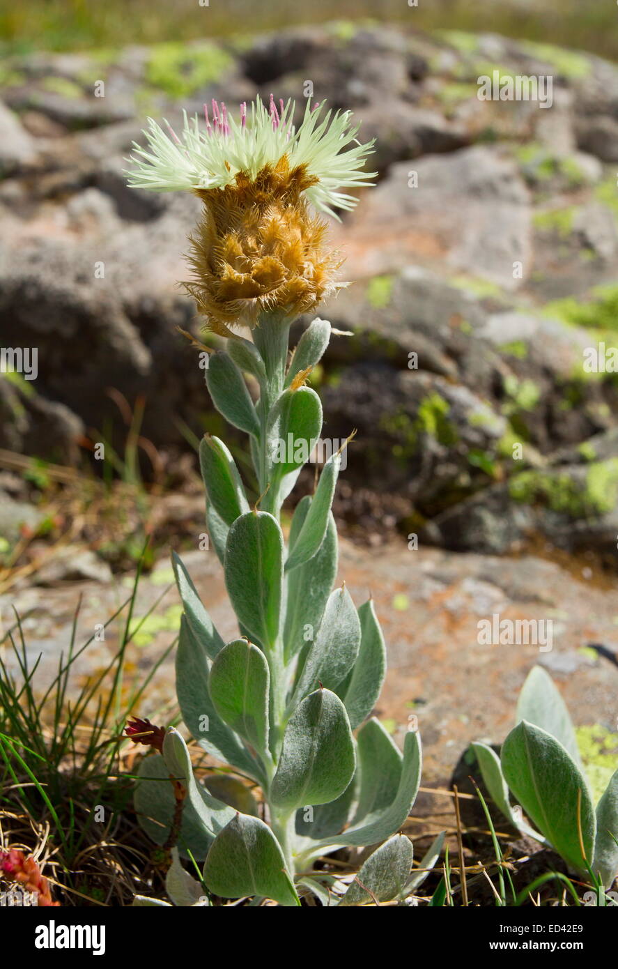 Centaurea appendicigera Banque de photographies et d’images à haute ...