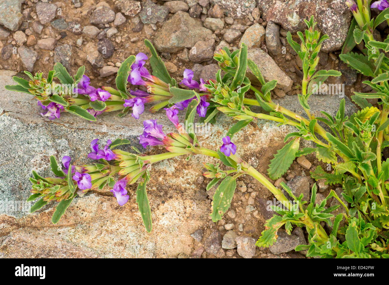 3000m dans les alpes pontiques Banque de photographies et d’images à ...