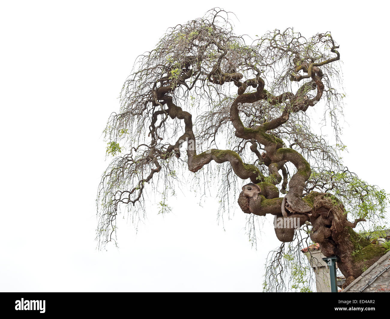 Un arbre tordu, cultivé sur un bâtiment, isolé sur fond blanc Photo ...