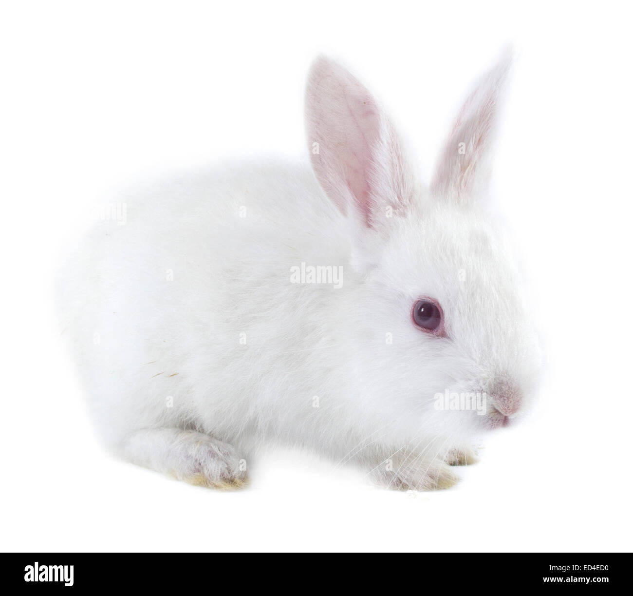 Lapin sauvage Banque d'images détourées - Alamy
