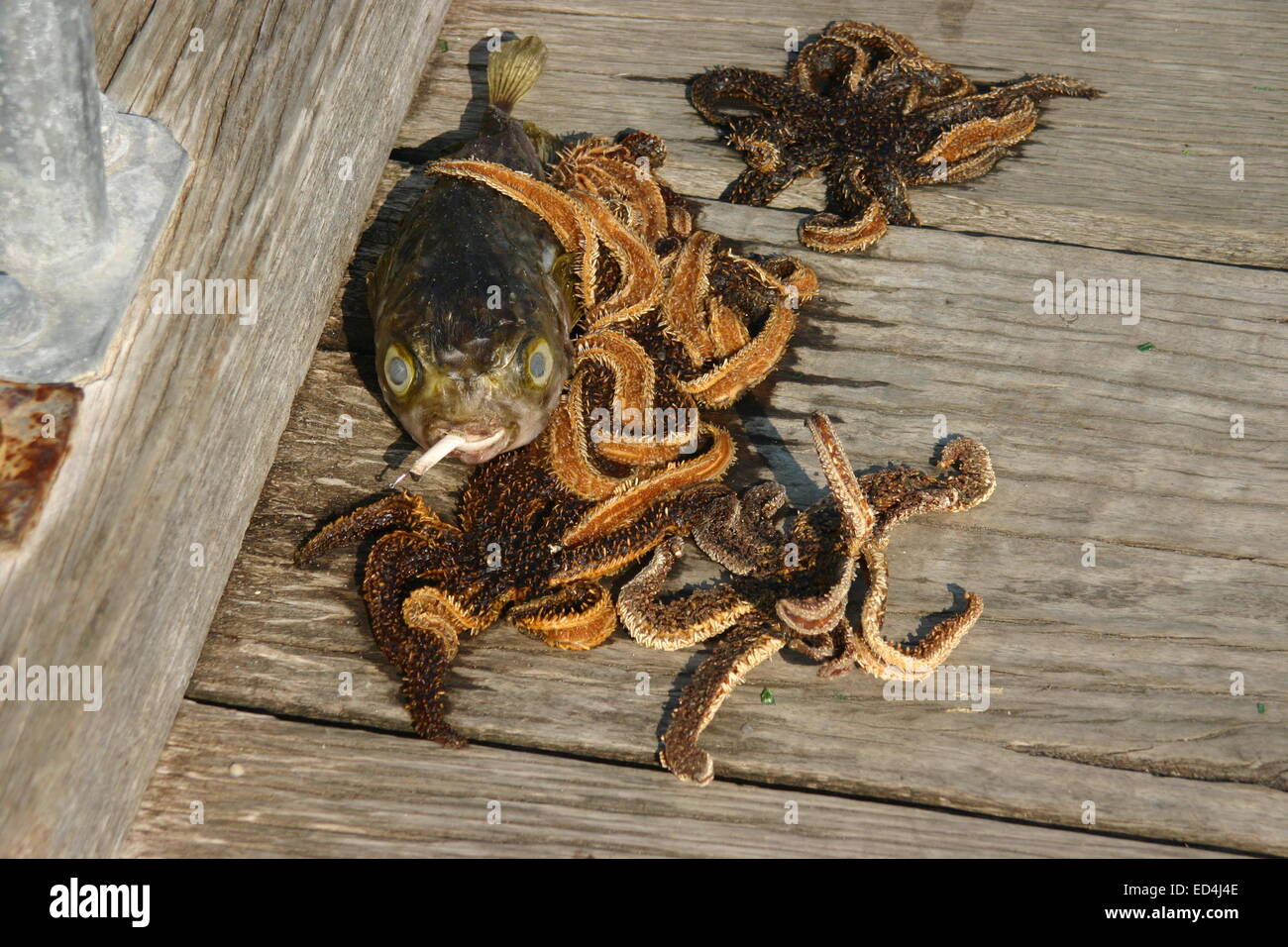 Cigarette rock Banque de photographies et d’images à haute résolution ...