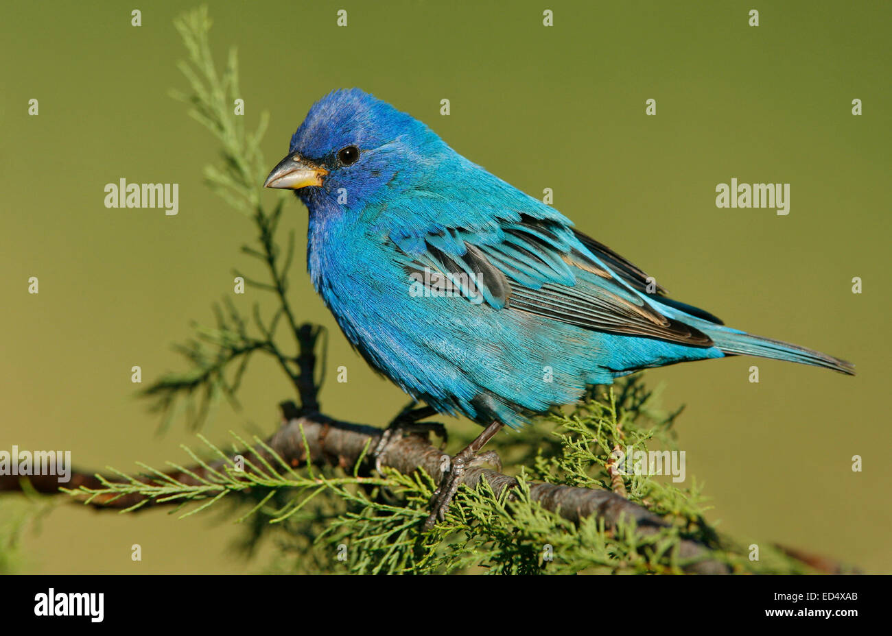 Passerin indigo Banque de photographies et d’images à haute résolution ...