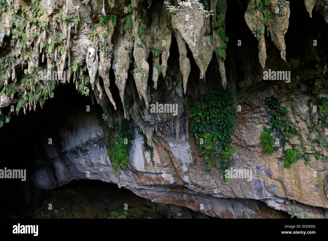 Monophyte - seul les plantes latifoliées - endémique au parc national ...
