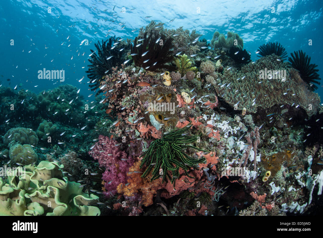 Triangle de corail Banque de photographies et d’images à haute ...
