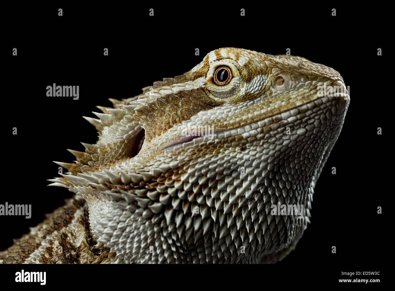 Dragon barbu australien Banque de photographies et d’images à haute ...